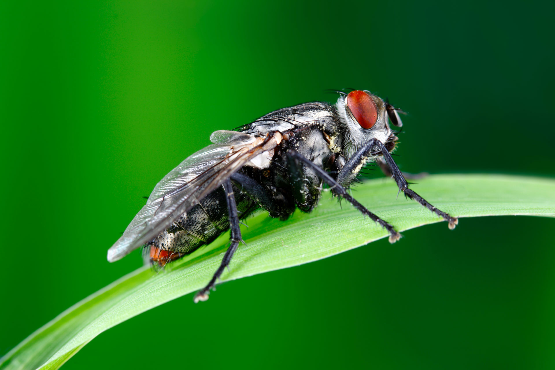 Mouche - Traitement & lutte - Biocap 06